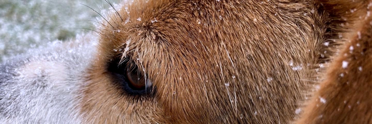 Young Writers Project