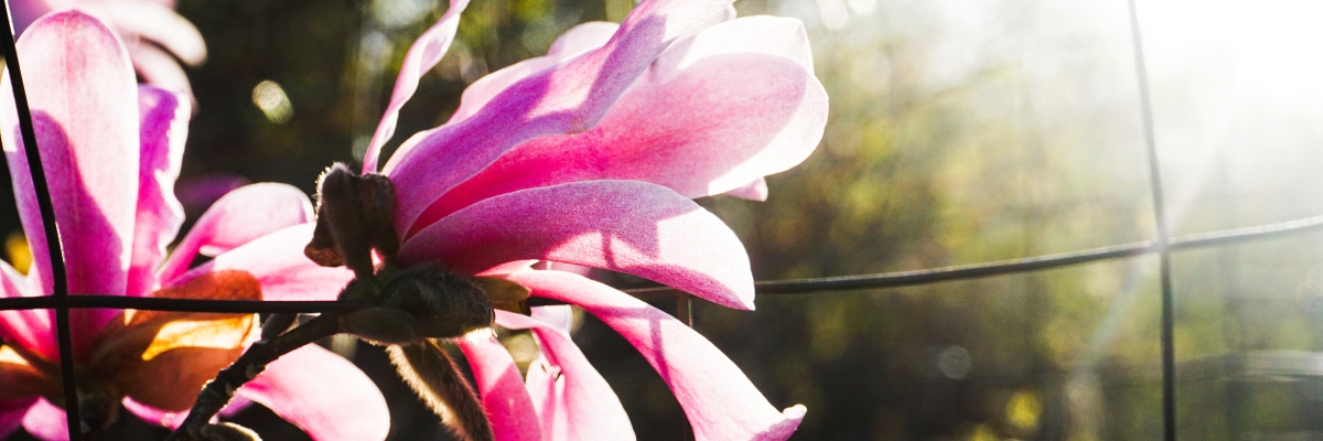 Young Writers Project