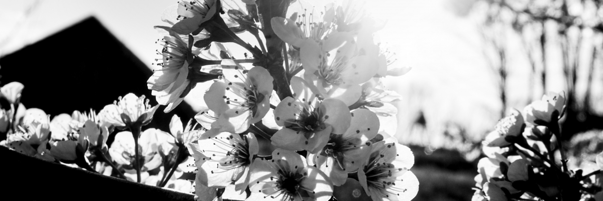 Young Writers Project