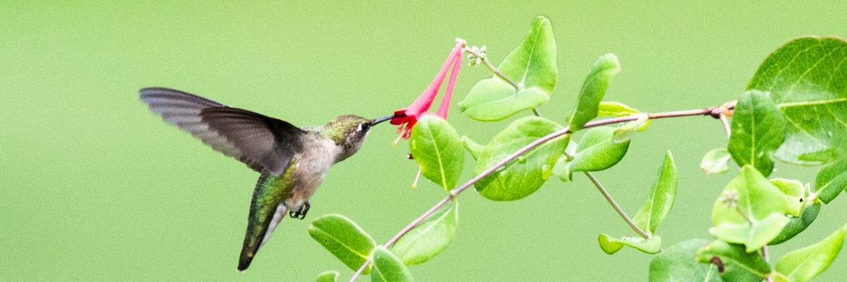 Young Writers Project