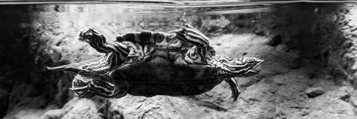 Young Writers Project