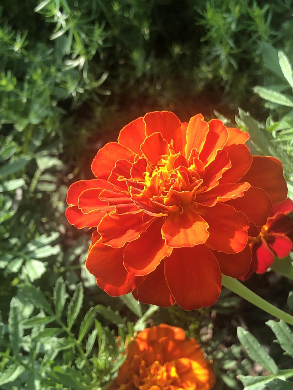 Crimson Bloom | Young Writers Project