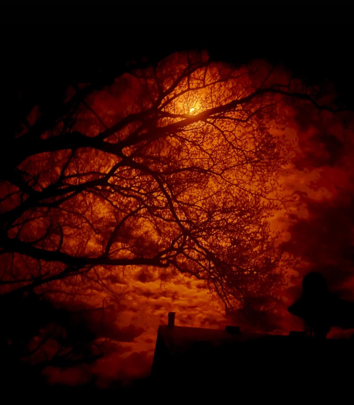 Purkinje Tree ? | Young Writers Project