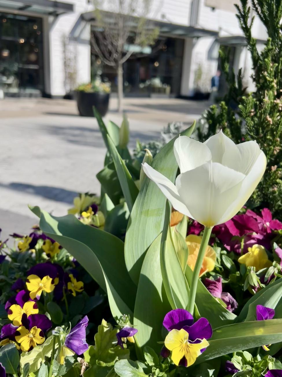 Flowers/Concrete | Young Writers Project