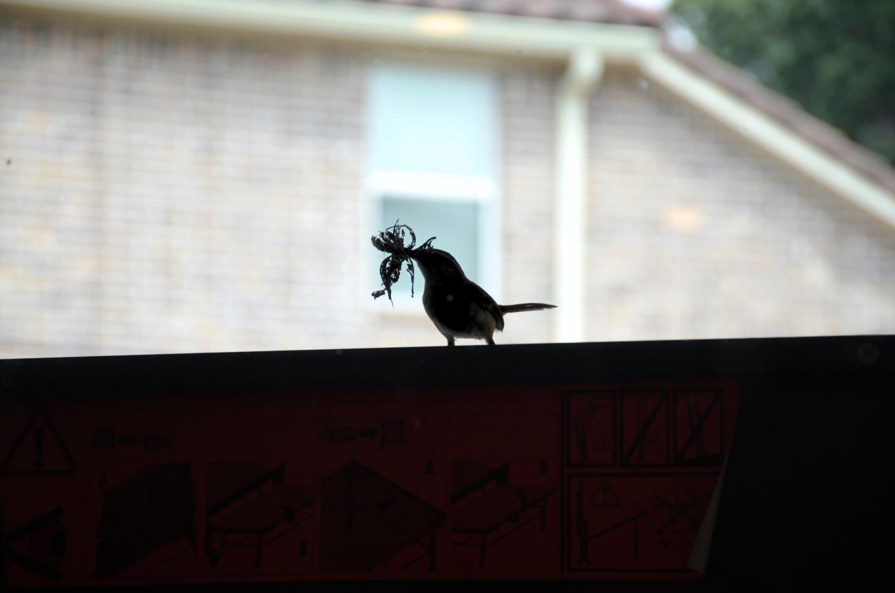Nesting in Table Tennis | Young Writers Project