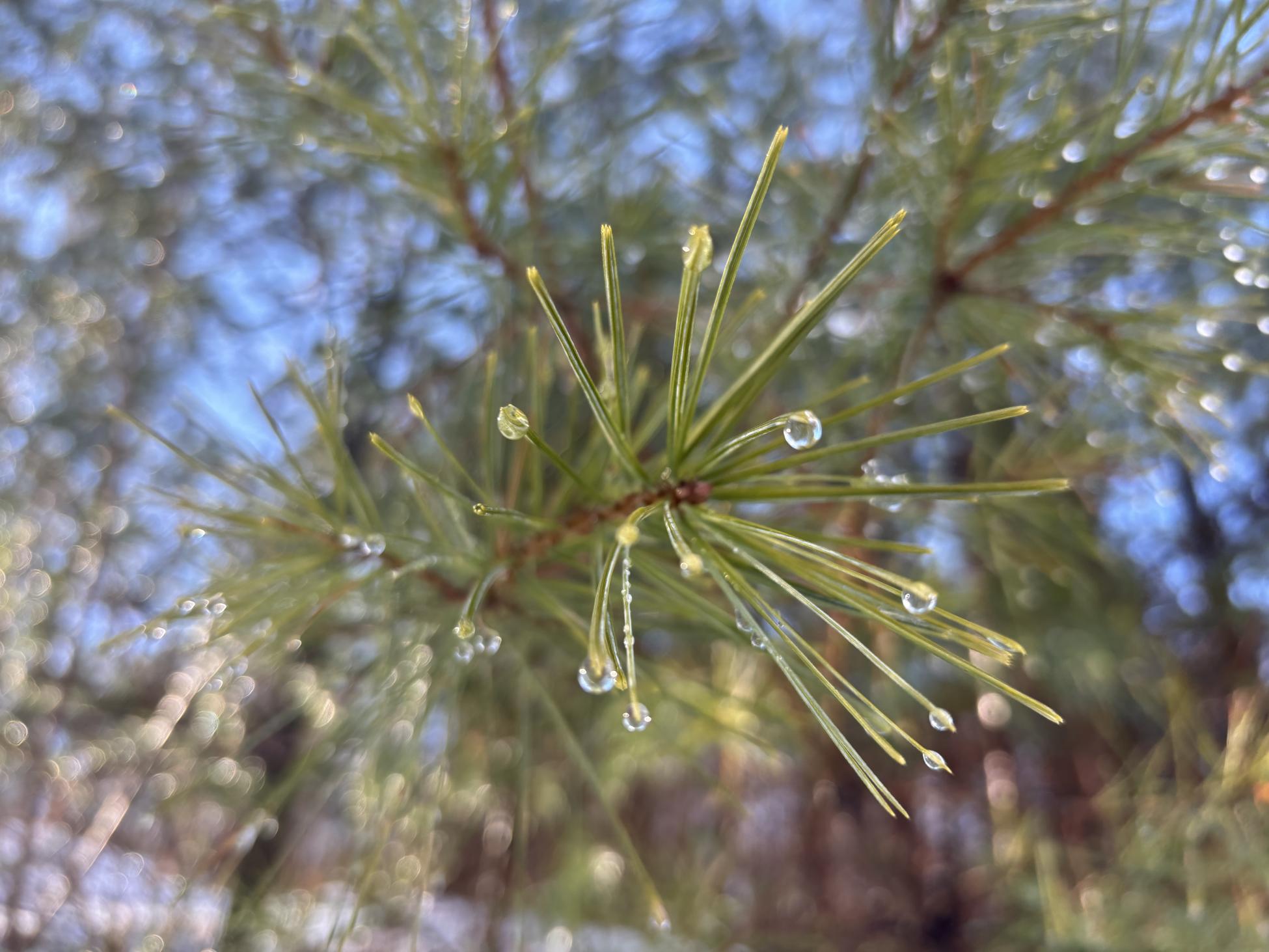 Glisten | Young Writers Project