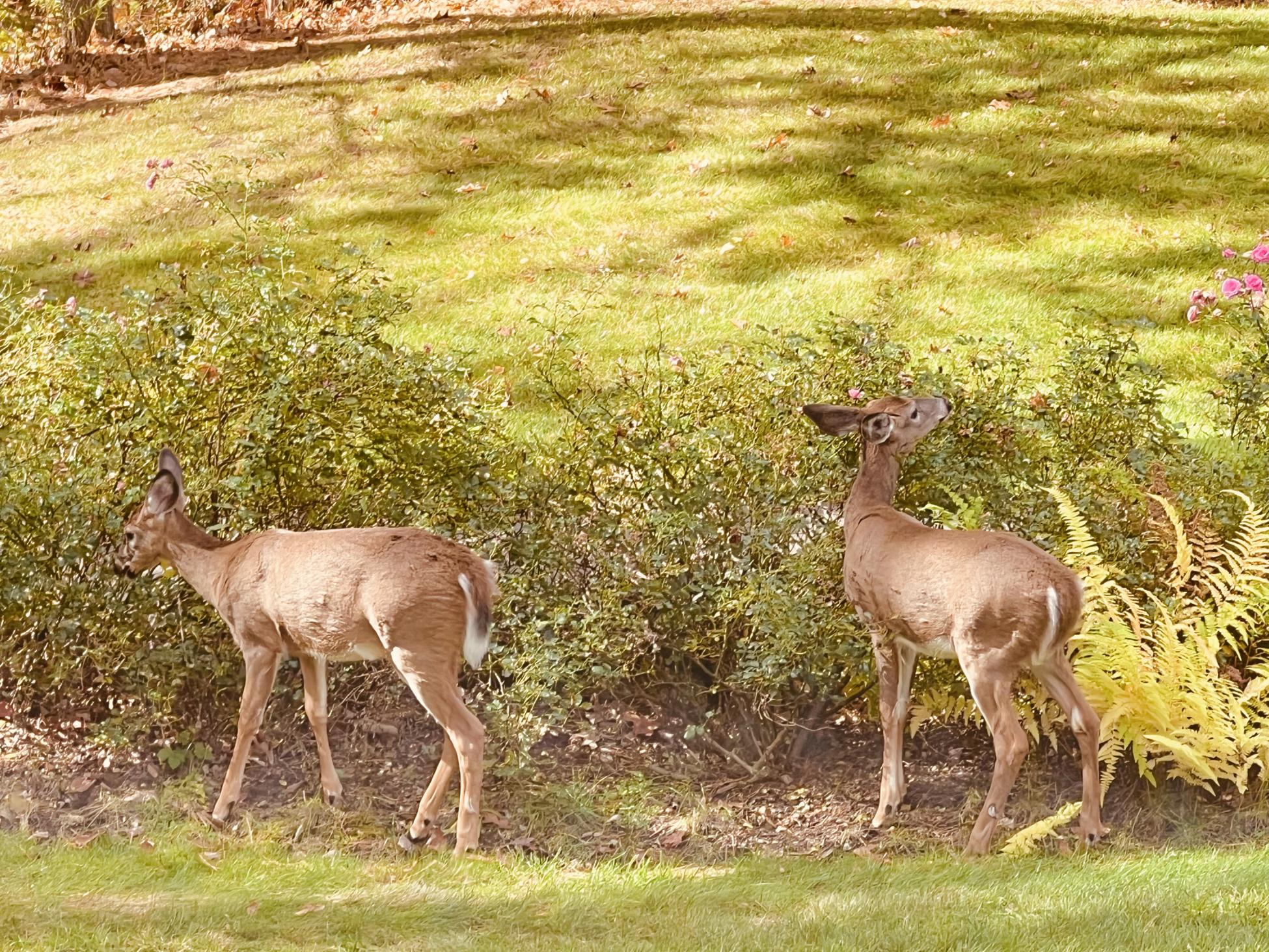 Deer | Young Writers Project