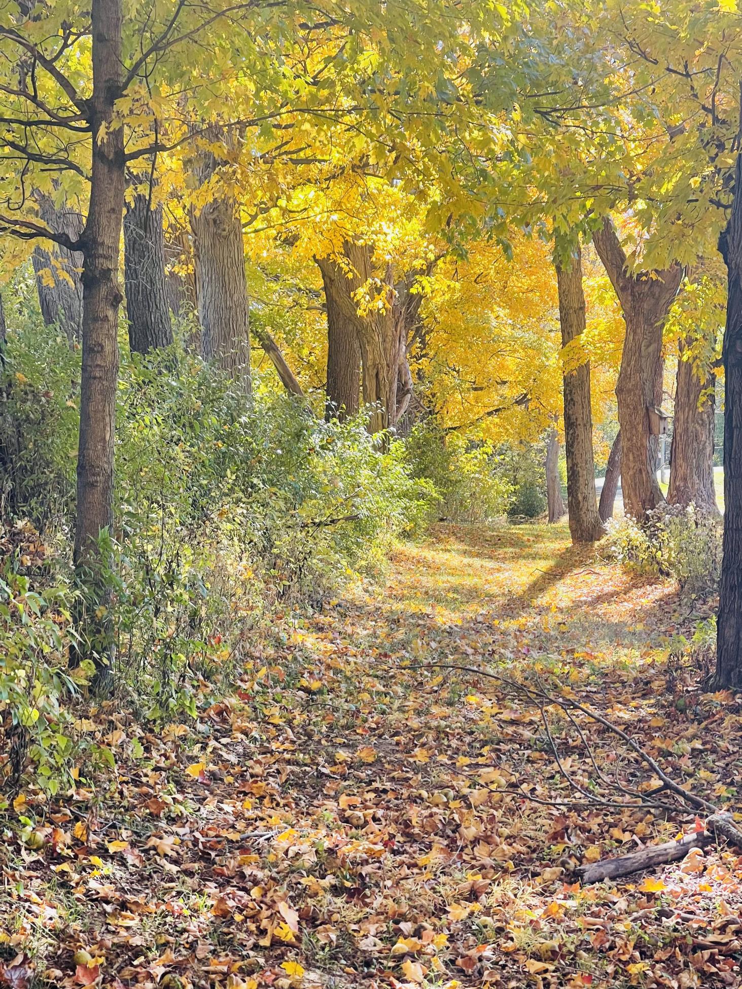 Fall walk (another view) | Young Writers Project