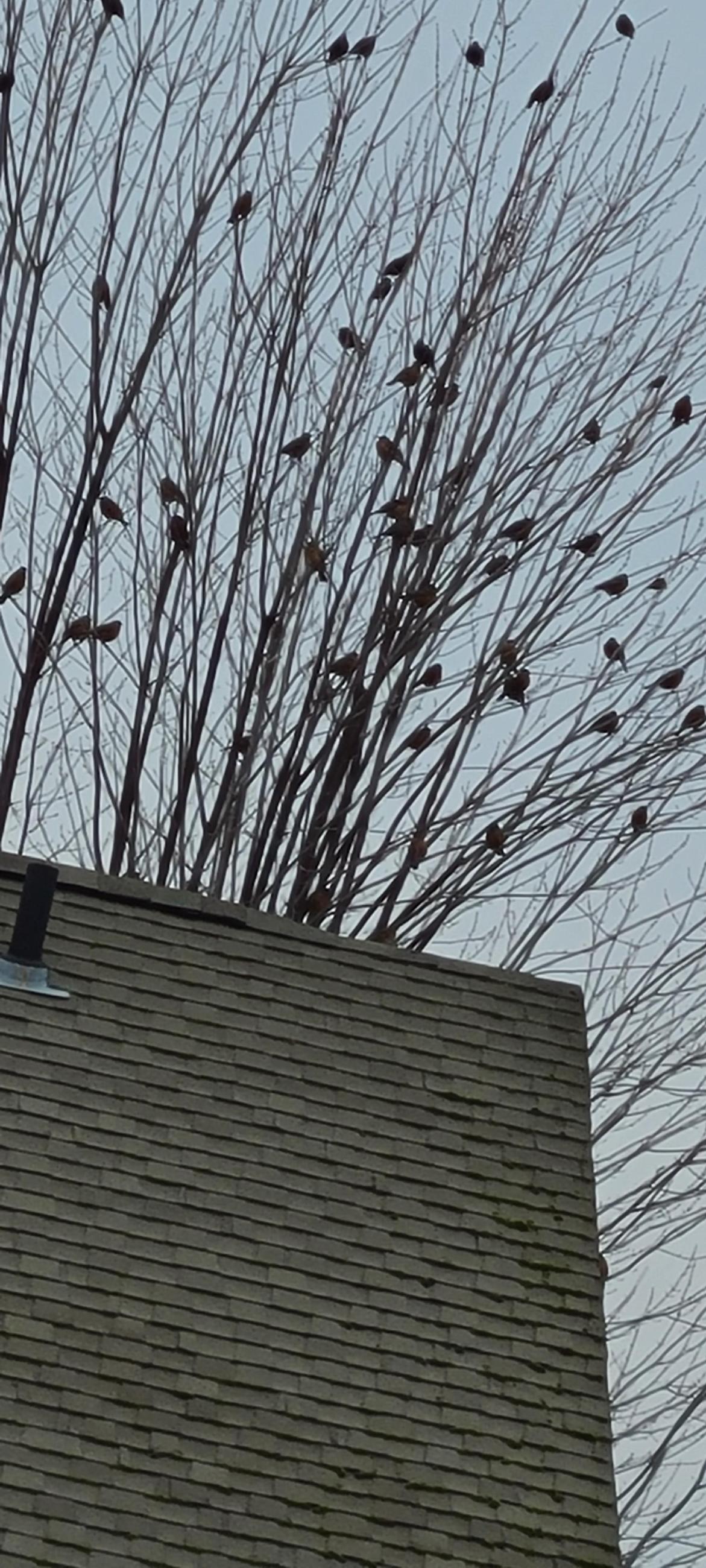 For the love of birds | Young Writers Project