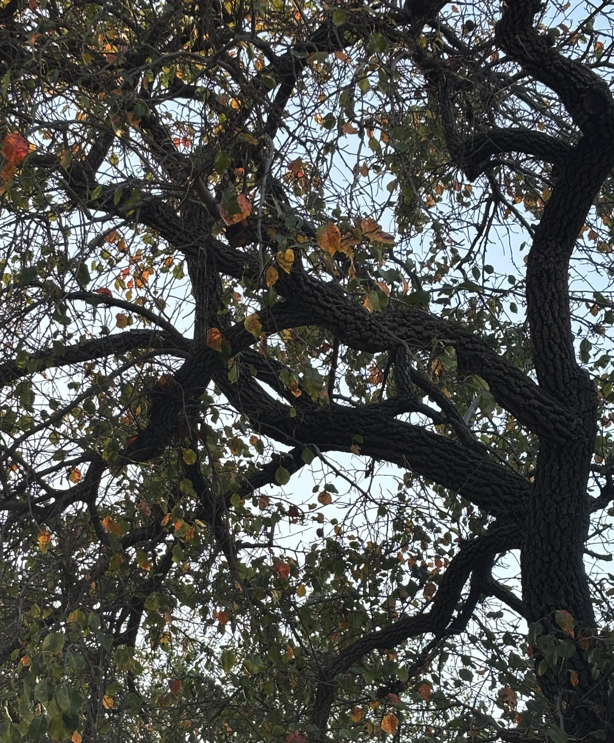 Tangled Young Writers Project