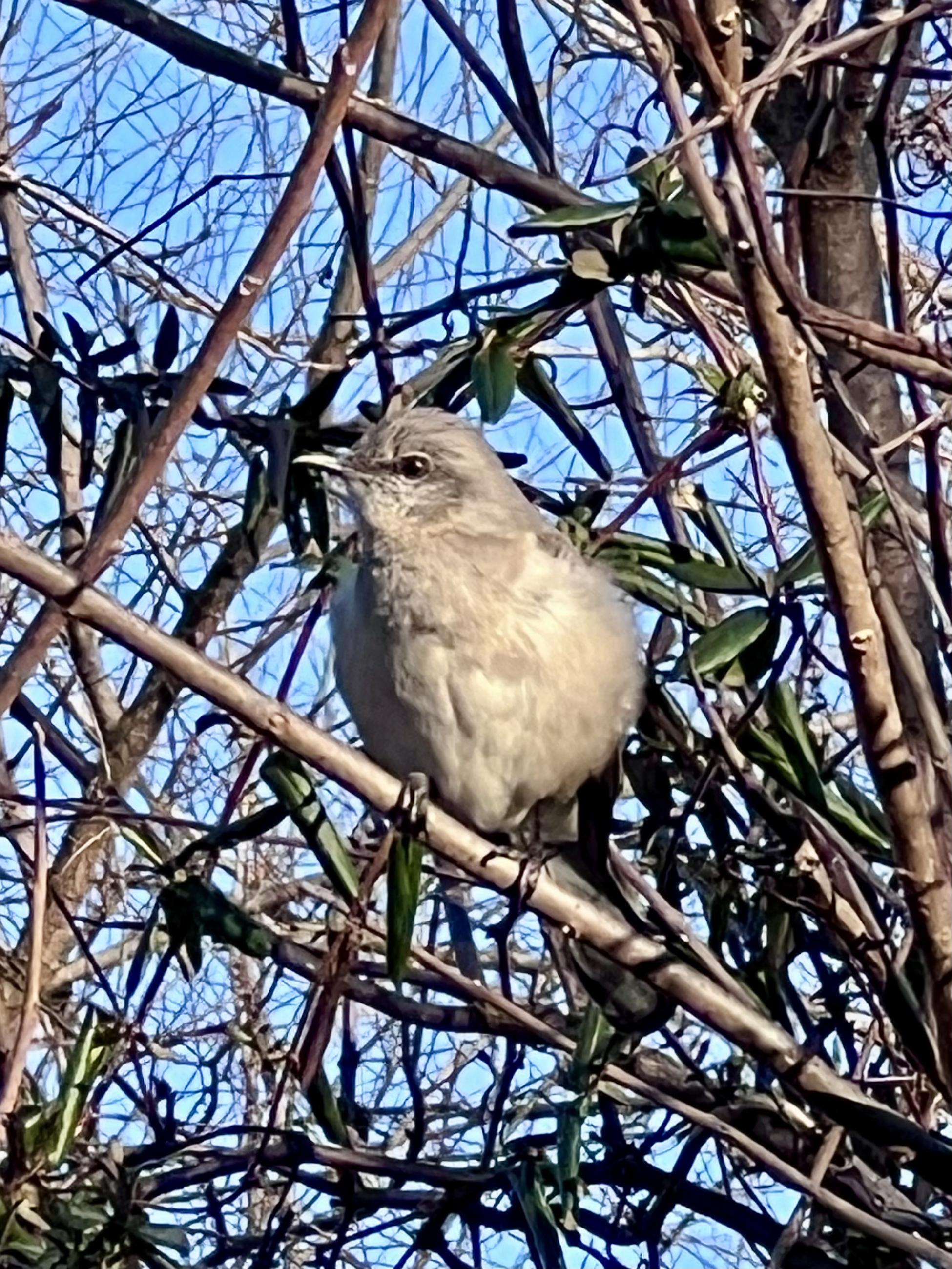 Northern Mockingbird | Young Writers Project