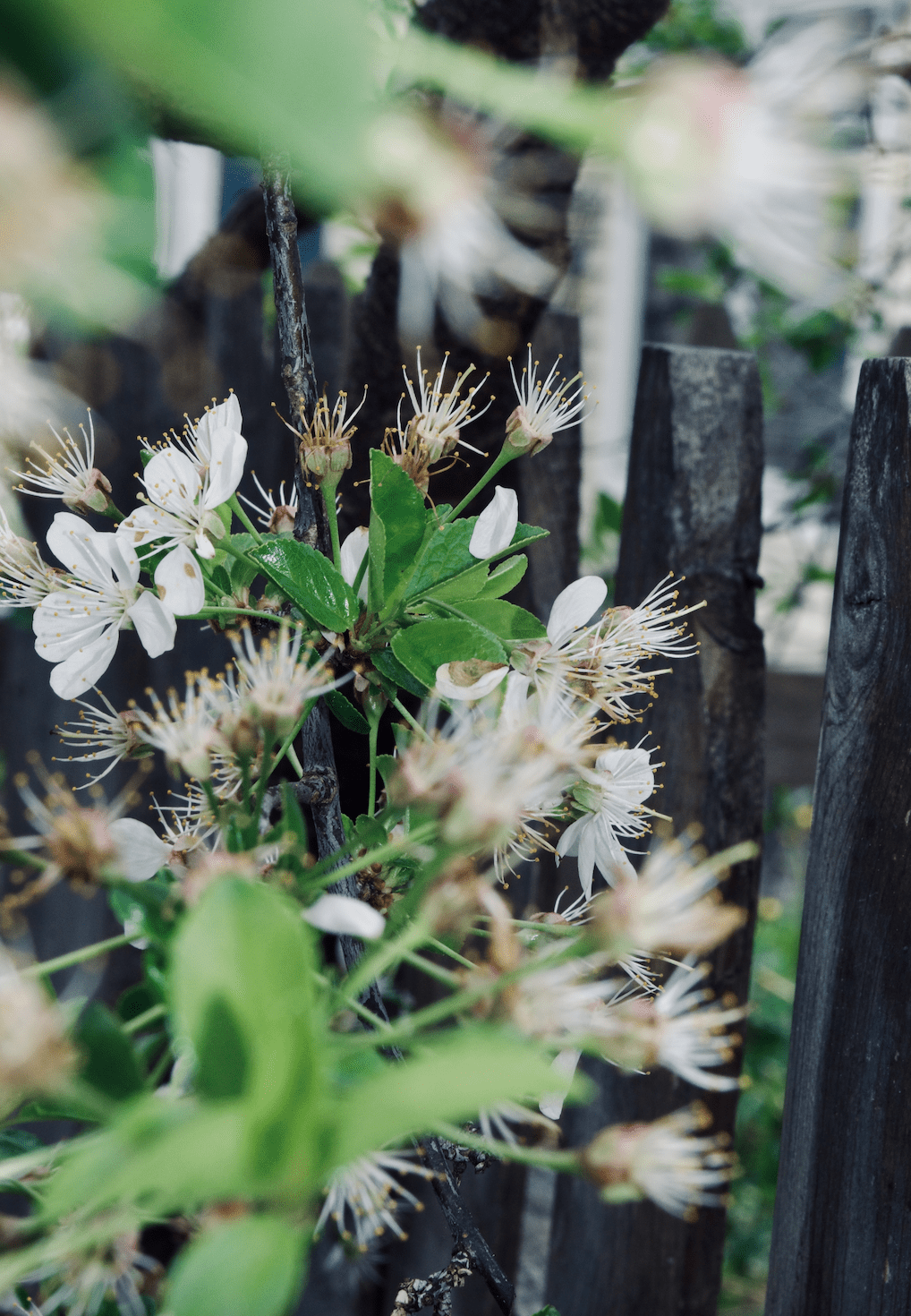 Cherry Blossoms | Young Writers Project