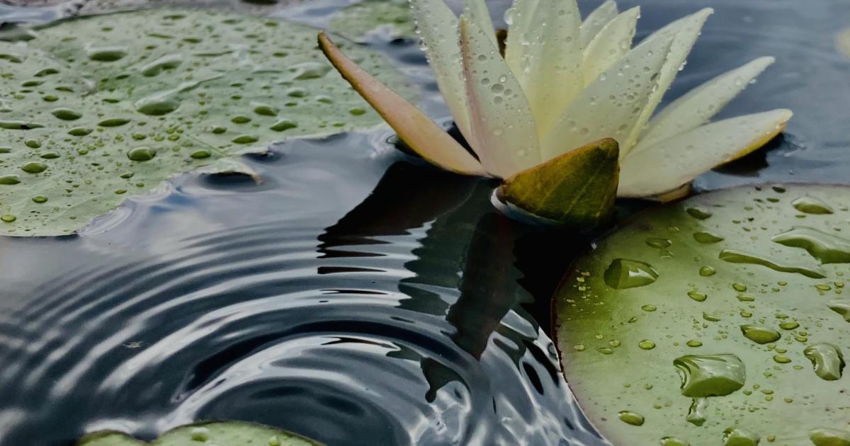 PAST CONTESTS: Spring '24: Visual Art Contest | Young Writers Project