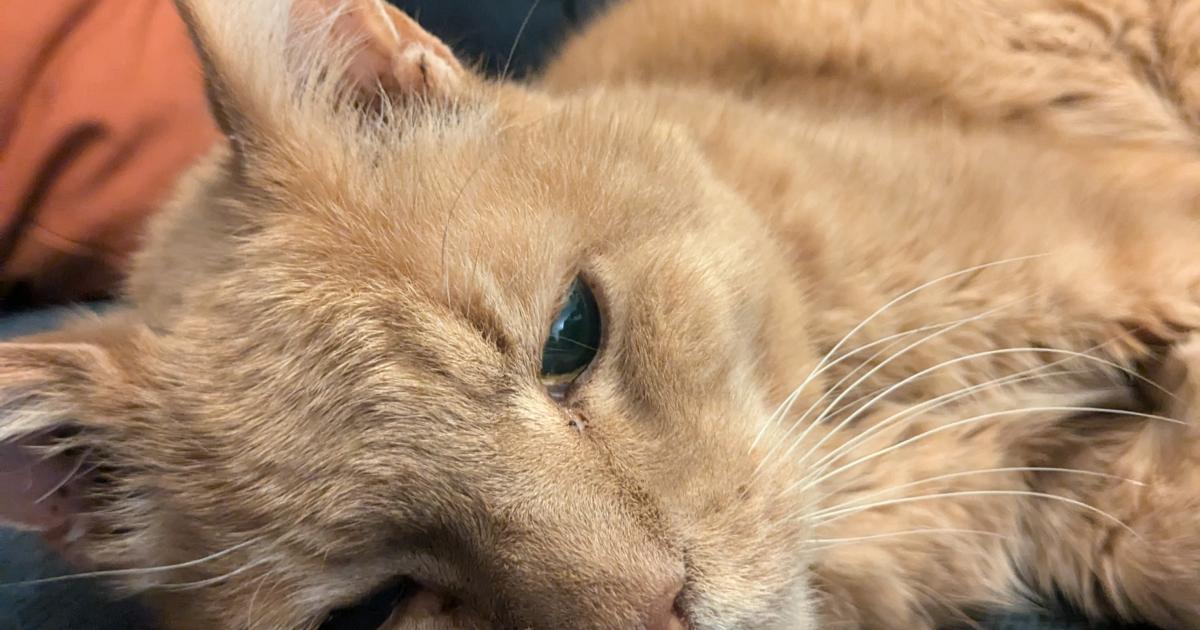 Mr. Smitty Kitty | Young Writers Project