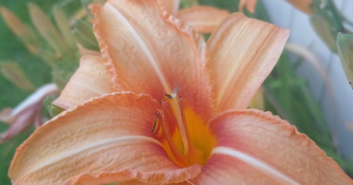 Tiger Lily | Young Writers Project