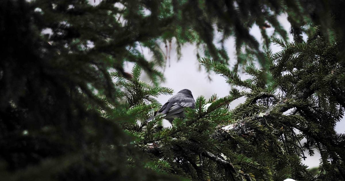Sitting Bird | Young Writers Project