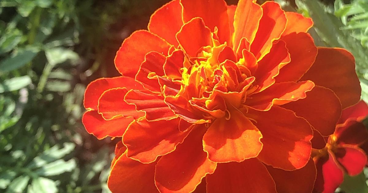 Crimson Bloom | Young Writers Project