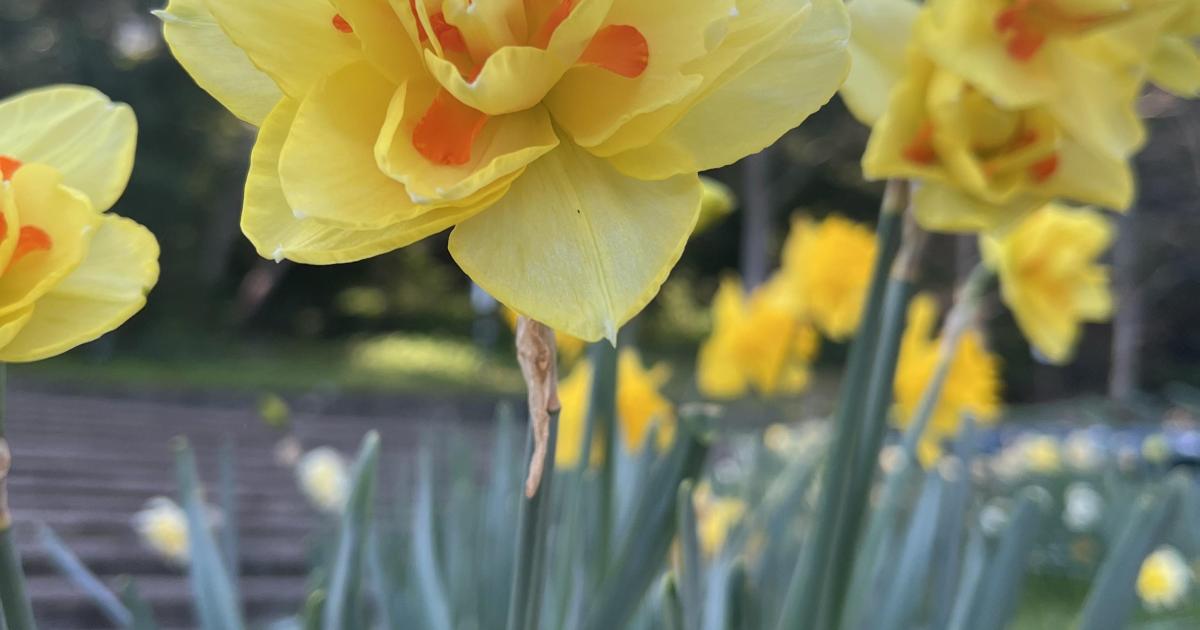 Golden Embrace | Young Writers Project