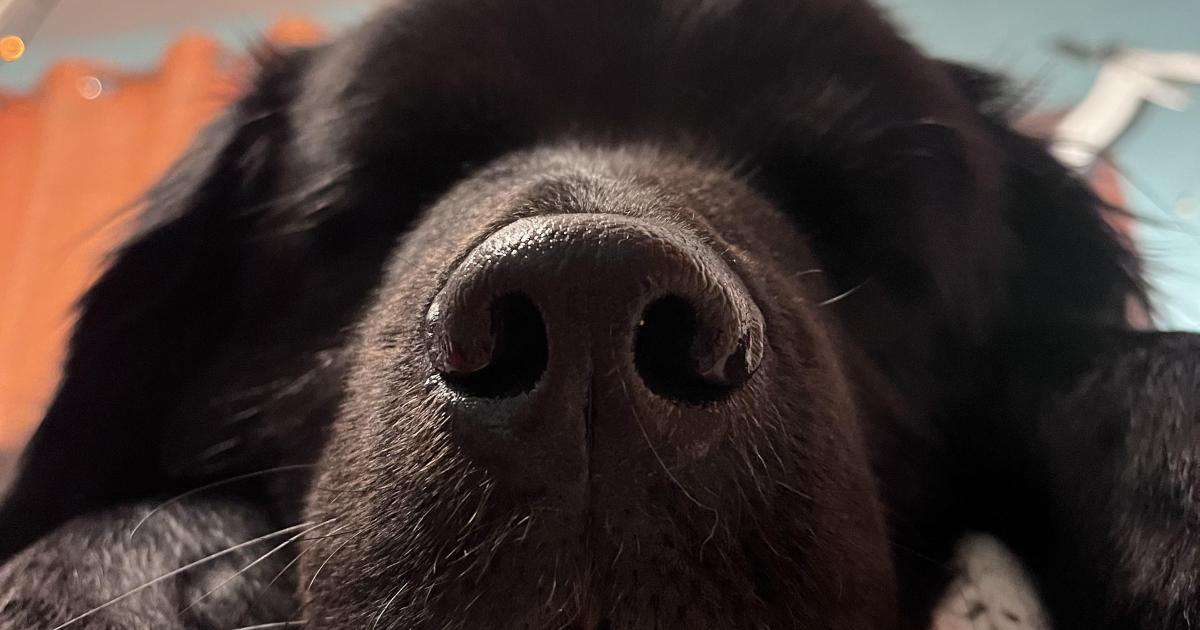 Nose Boop | Young Writers Project