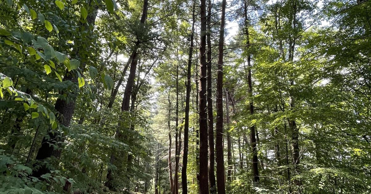 Among the Trees | Young Writers Project