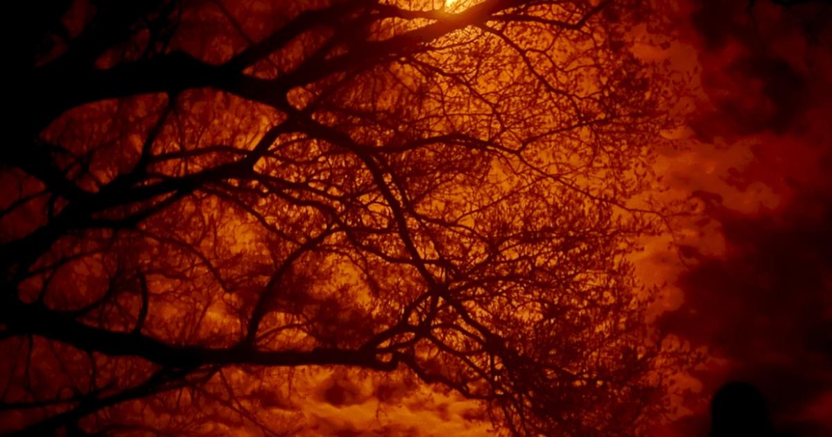 Purkinje Tree ? | Young Writers Project