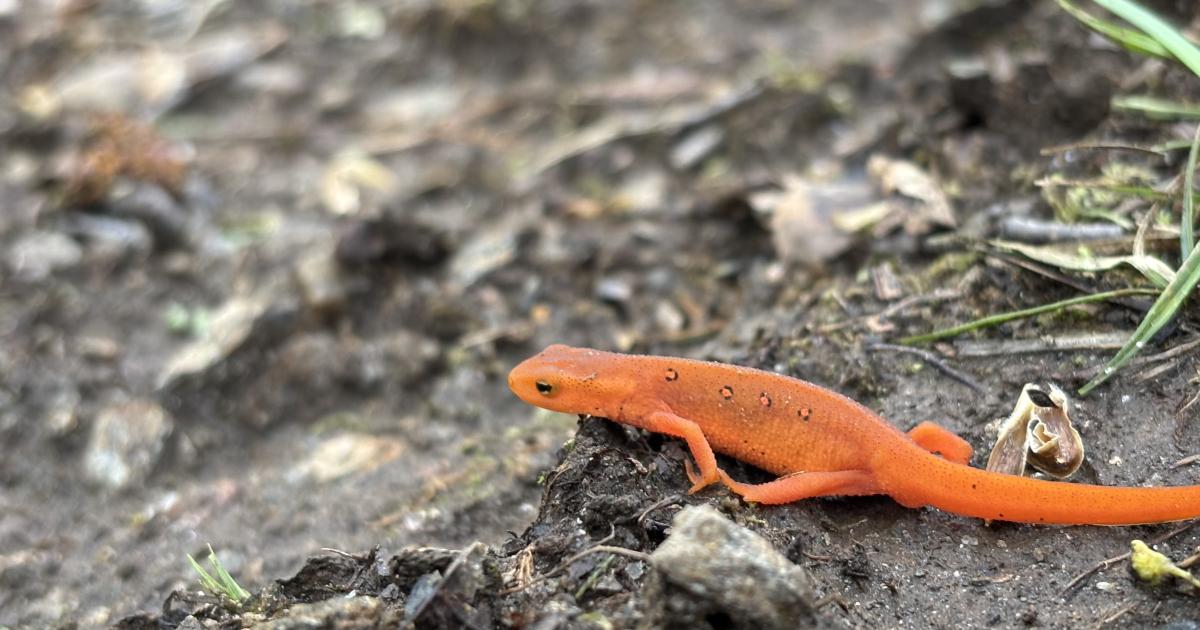 Red Eft | Young Writers Project