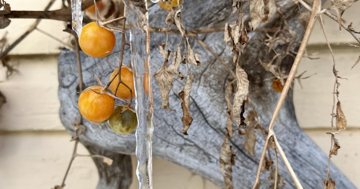 Winter tomatoes | Young Writers Project
