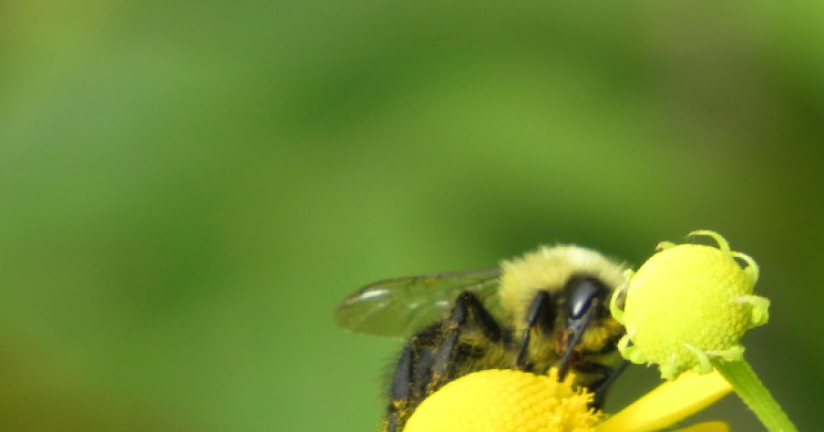 a simple pollen collection | Young Writers Project