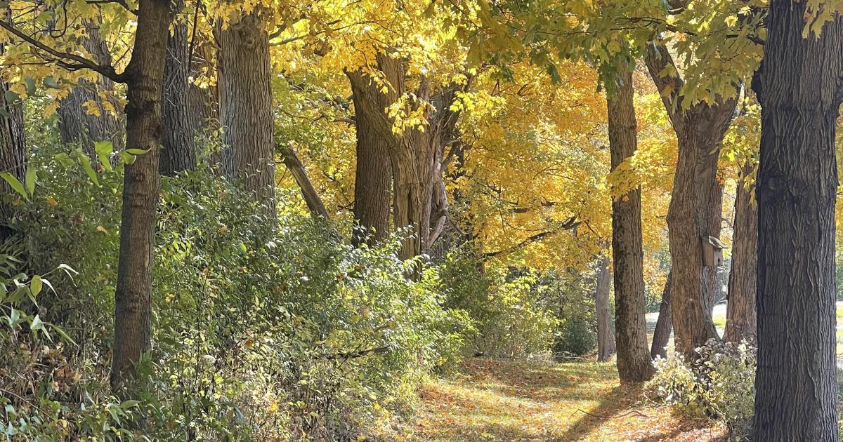 Fall Walk | Young Writers Project