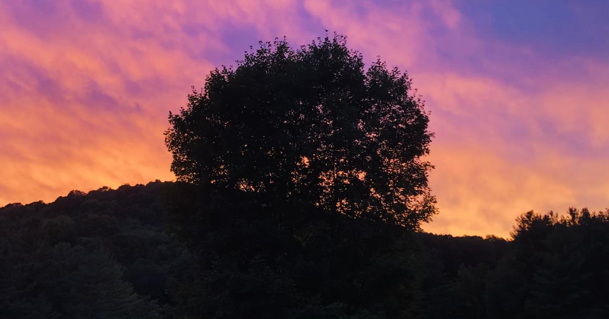 Tree In The Sunset | Young Writers Project