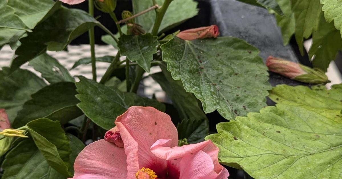 Pink! | Young Writers Project