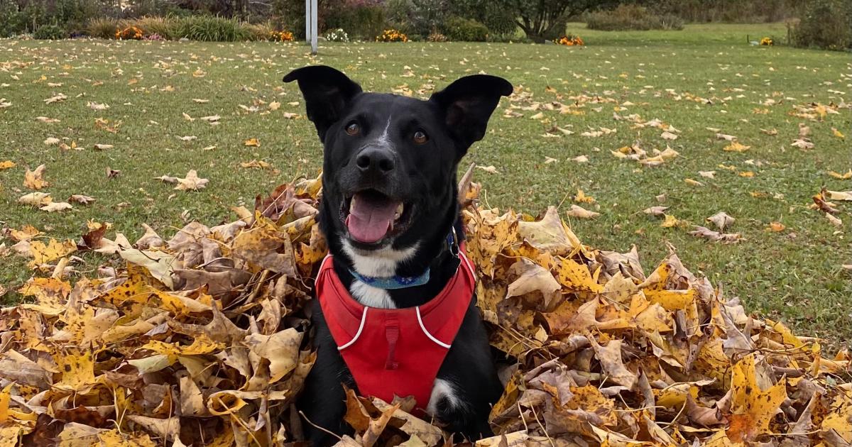 My Happy Dog | Young Writers Project